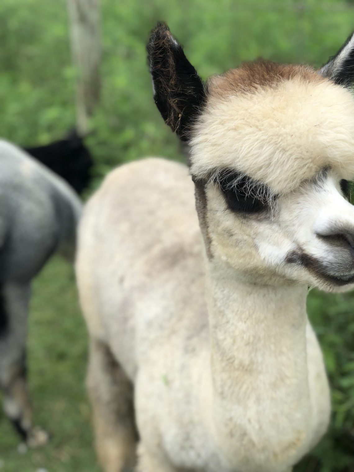 4 Reasons Why You Need To Visit Alpaca Paradise