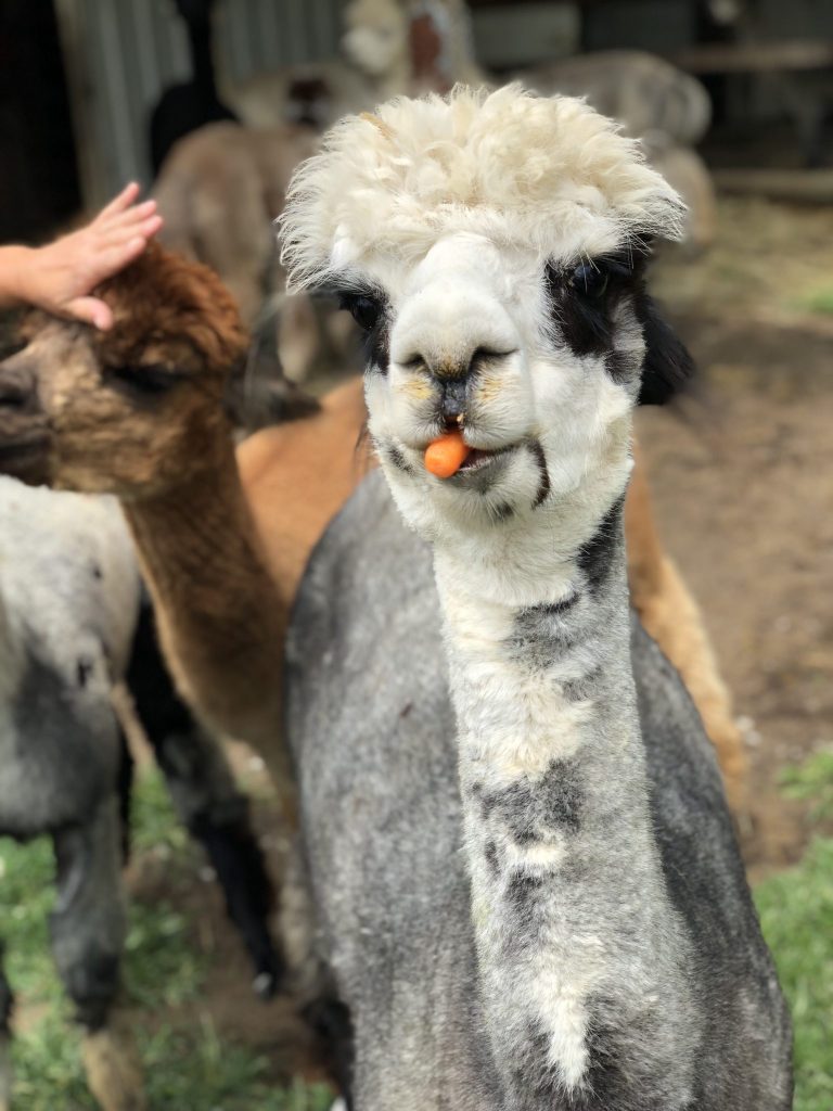 4 Reasons Why You Need To Visit Alpaca Paradise