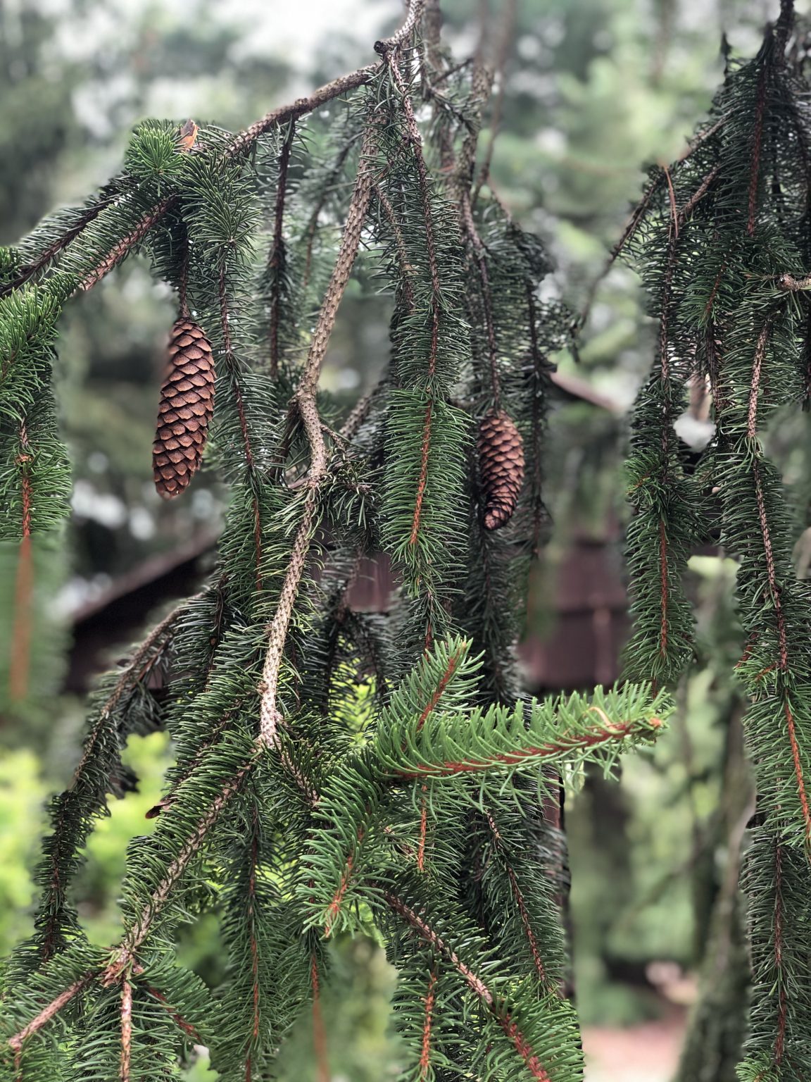 3 Reasons To Visit The Stanley Rowe Arboretum In Cincinnati