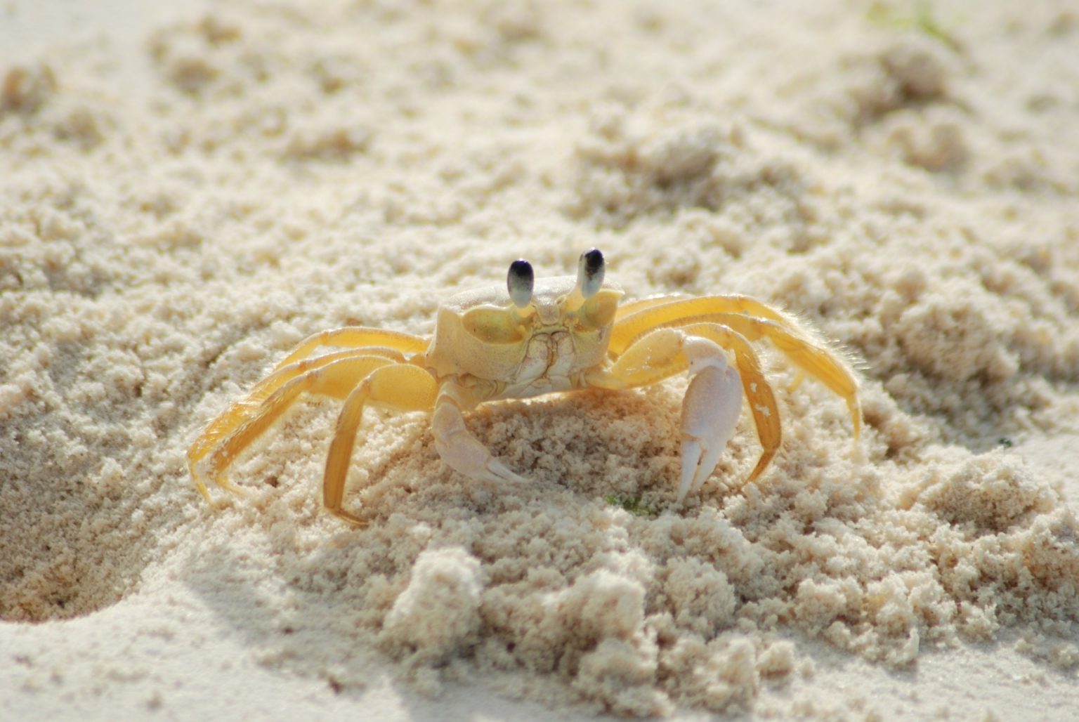 How To Catch Ghost Crabs And Can You Eat Them?
