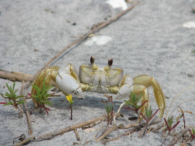How To Catch Ghost Crabs And Can You Eat Them?