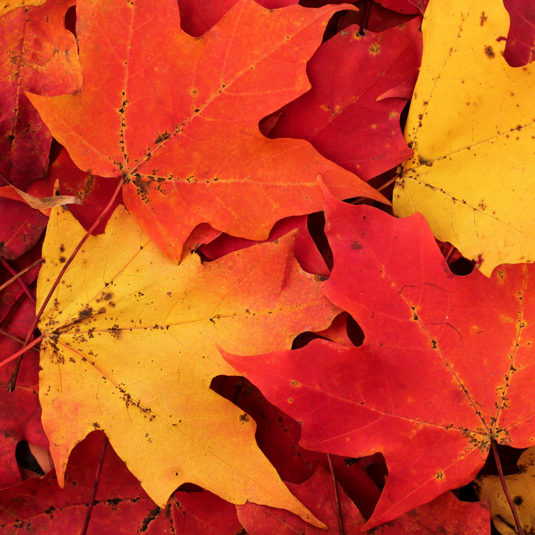 The Best Places To See Fall Foliage In Cincinnati