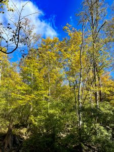 The Best Places To See Fall Foliage In Cincinnati