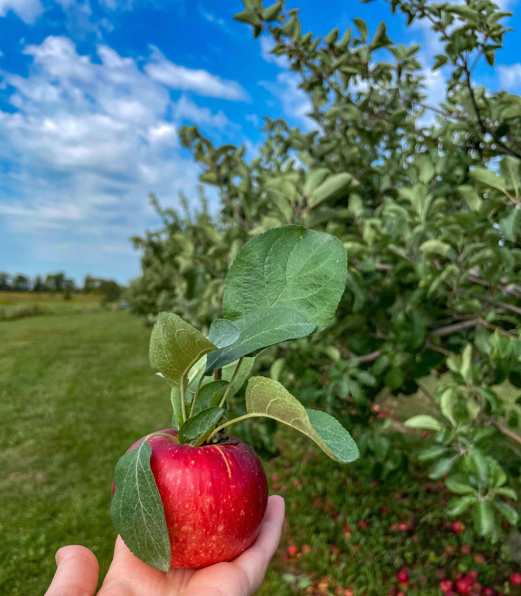 The Top Ten Spots To Go Apple Picking Near Cincinnati