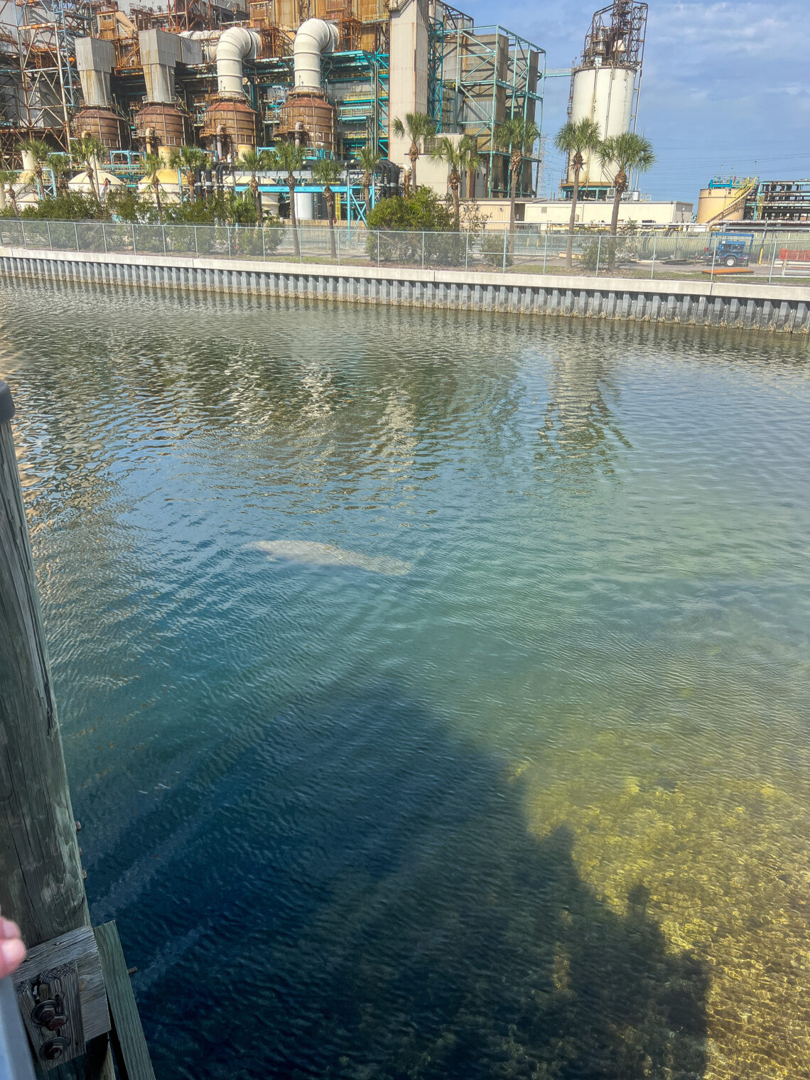 The Best Place To Swim With Manatees In Florida With Kids
