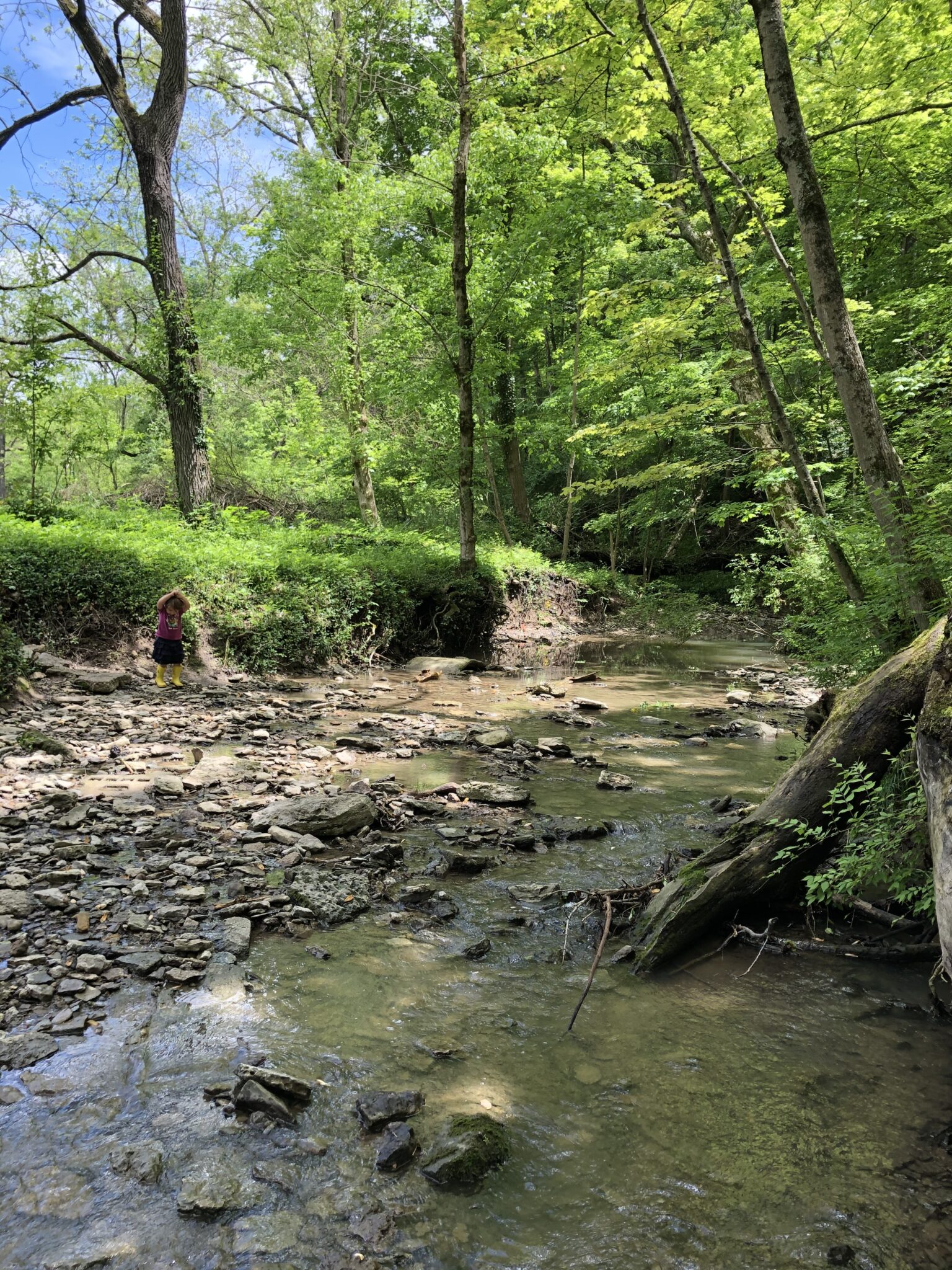 Ultimate Guide of Free Things to Do in Cincinnati This Summer