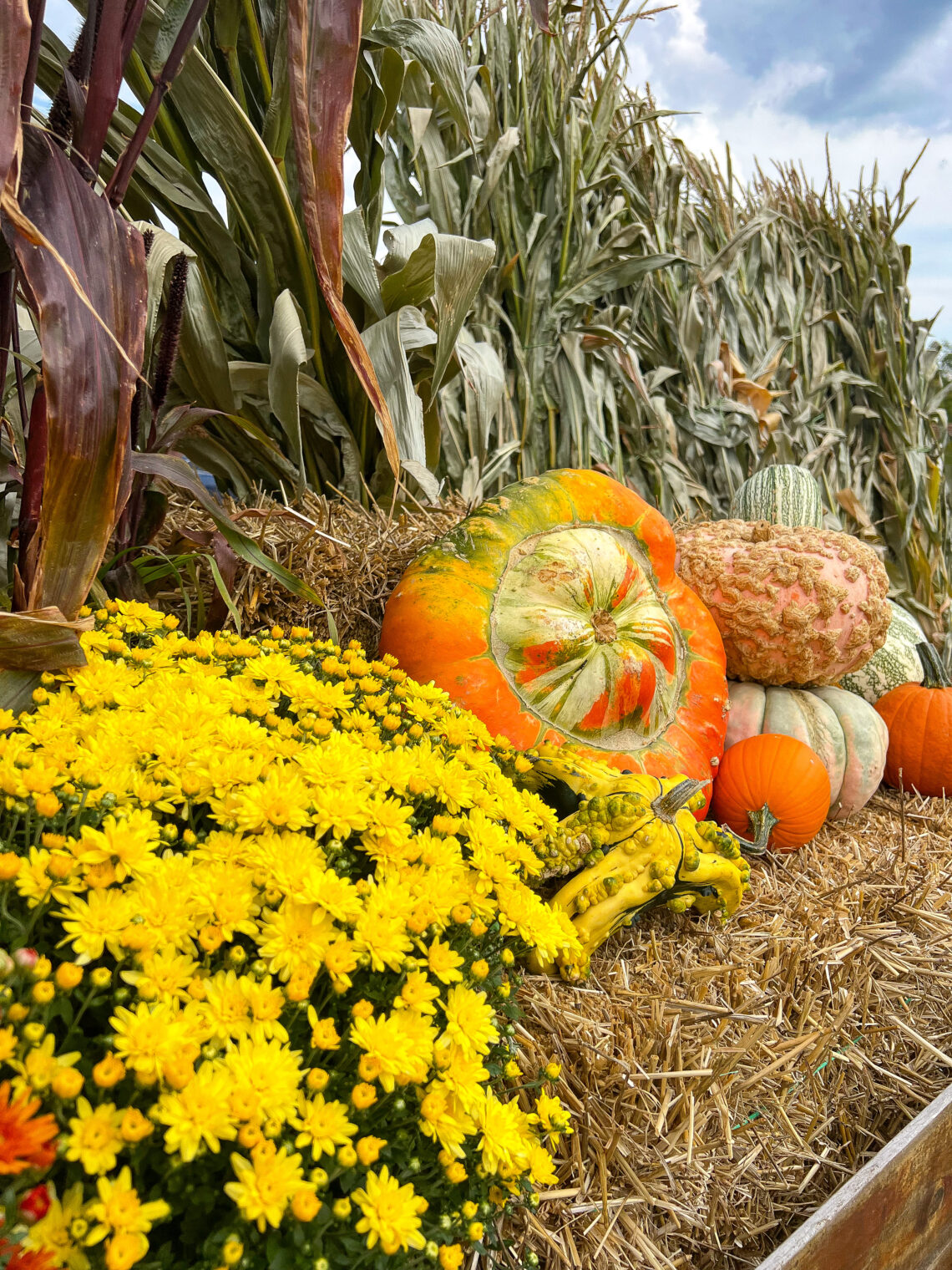 2025 Guide To Fall Activities In Cincinnati