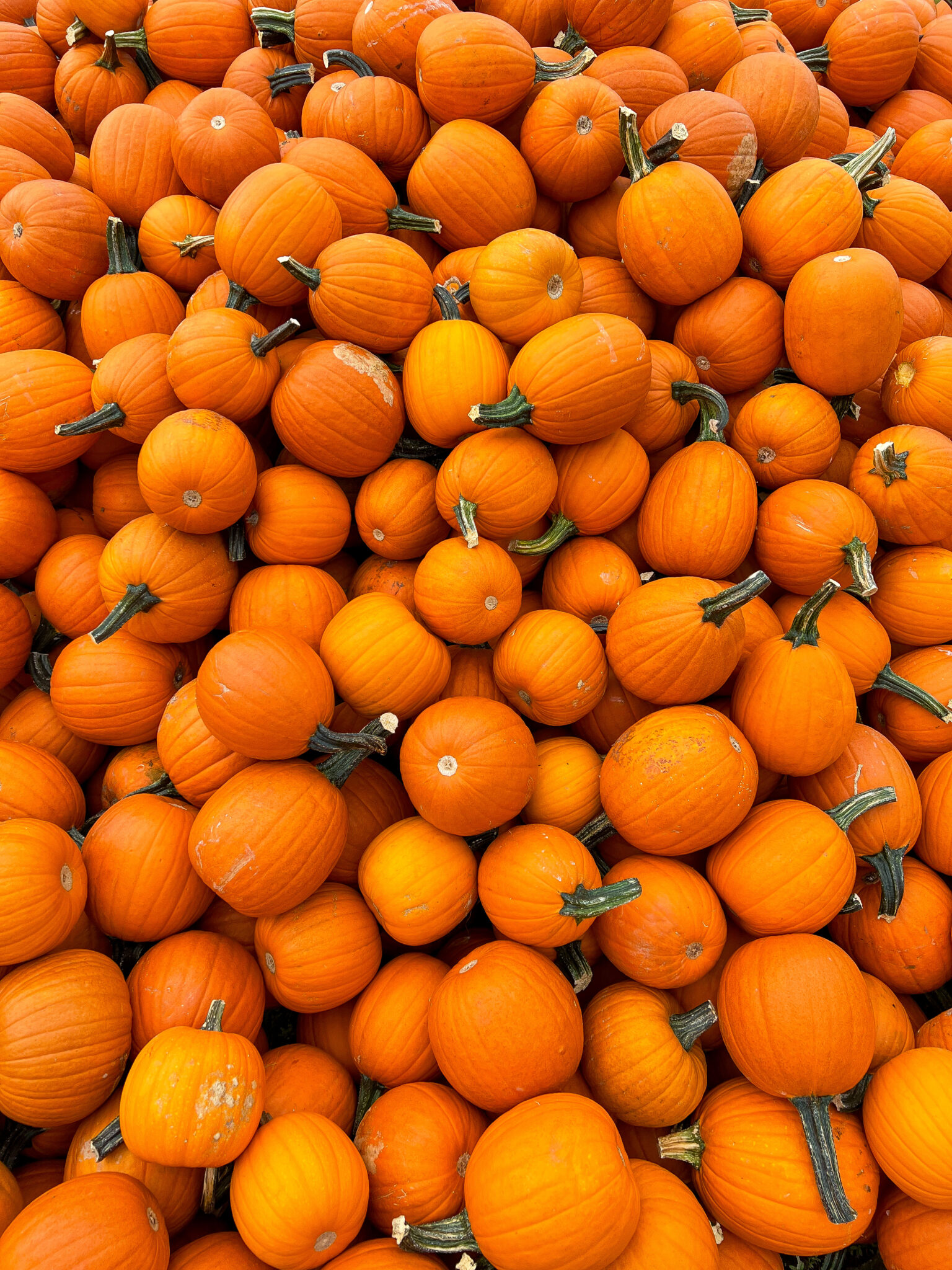 2025 Guide To Fall Activities In Cincinnati