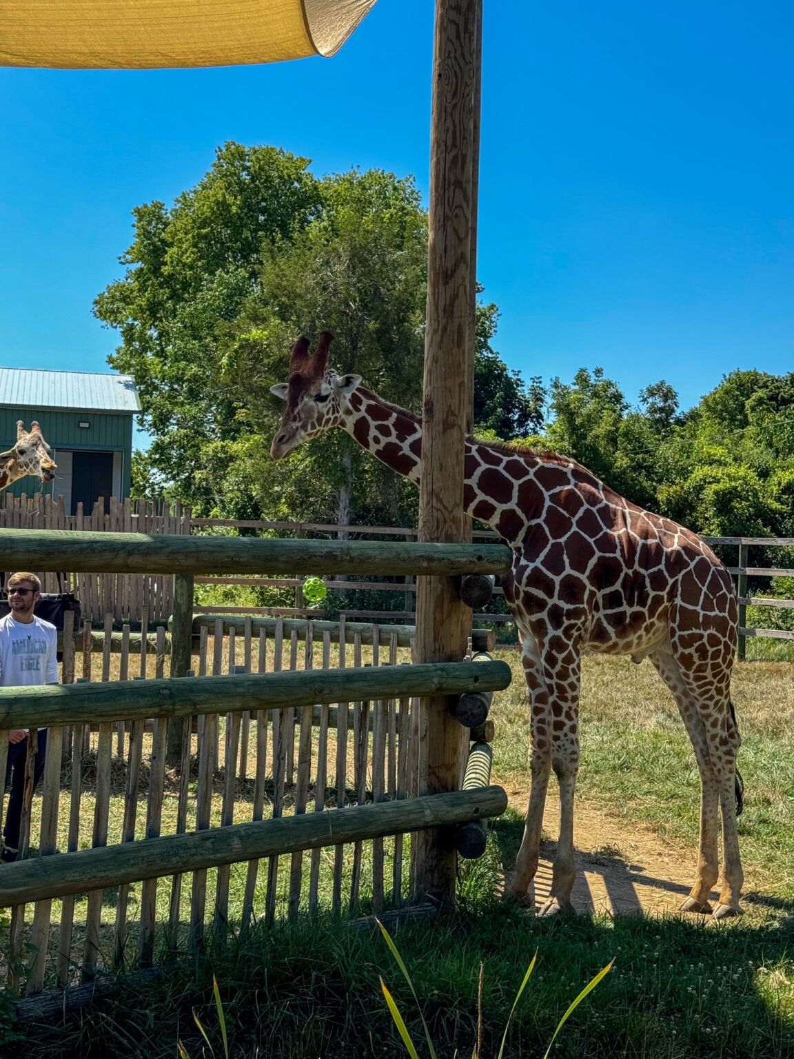 Uncover Port Clinton’s Hidden Gem: A Drive-Thru Safari