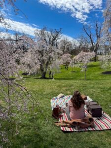 The Best Spots to See Cherry Blossoms in Ohio: A Springtime Wonderland