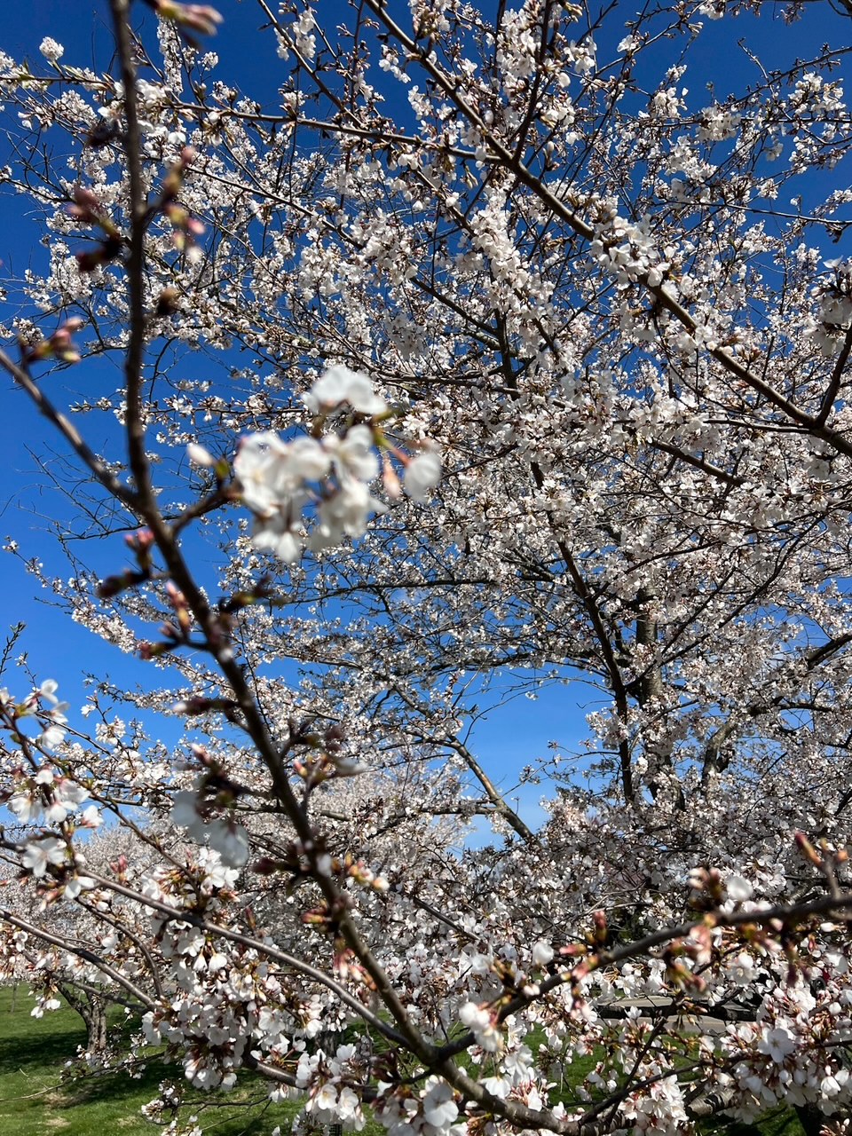 The Best Spots to See Cherry Blossoms in Ohio: A Springtime Wonderland