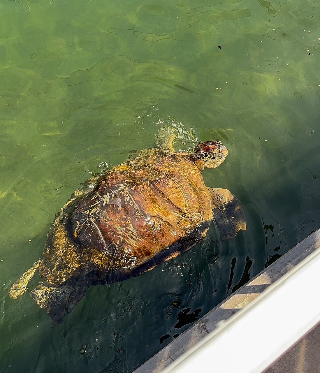 The Ultimate Family-Friendly Florida Keys Road Trip Itinerary